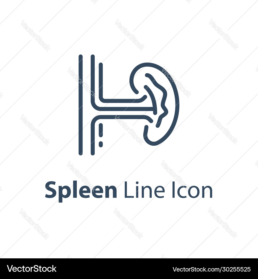 Human internal organ spleen diagram icon Vector Image