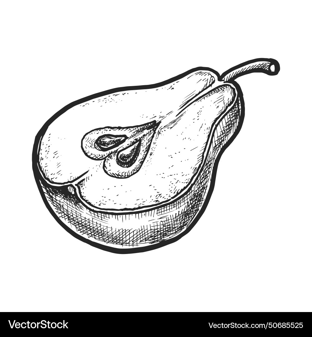 Sketch of sliced pear or half fruit Royalty Free Vector
