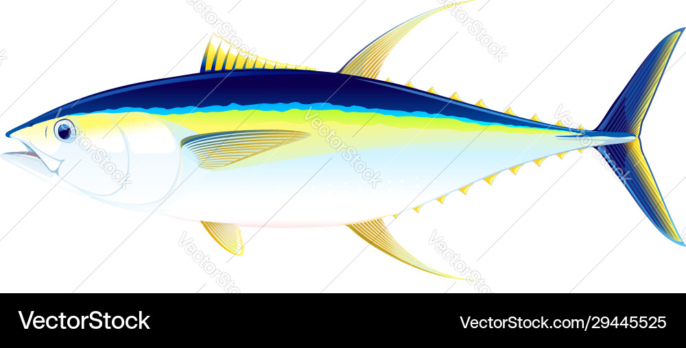 Yellowfin tuna fish Royalty Free Vector Image - VectorStock