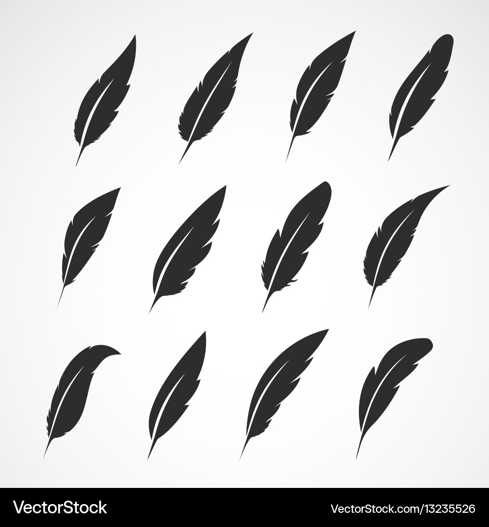 Group of feather on white background Royalty Free Vector
