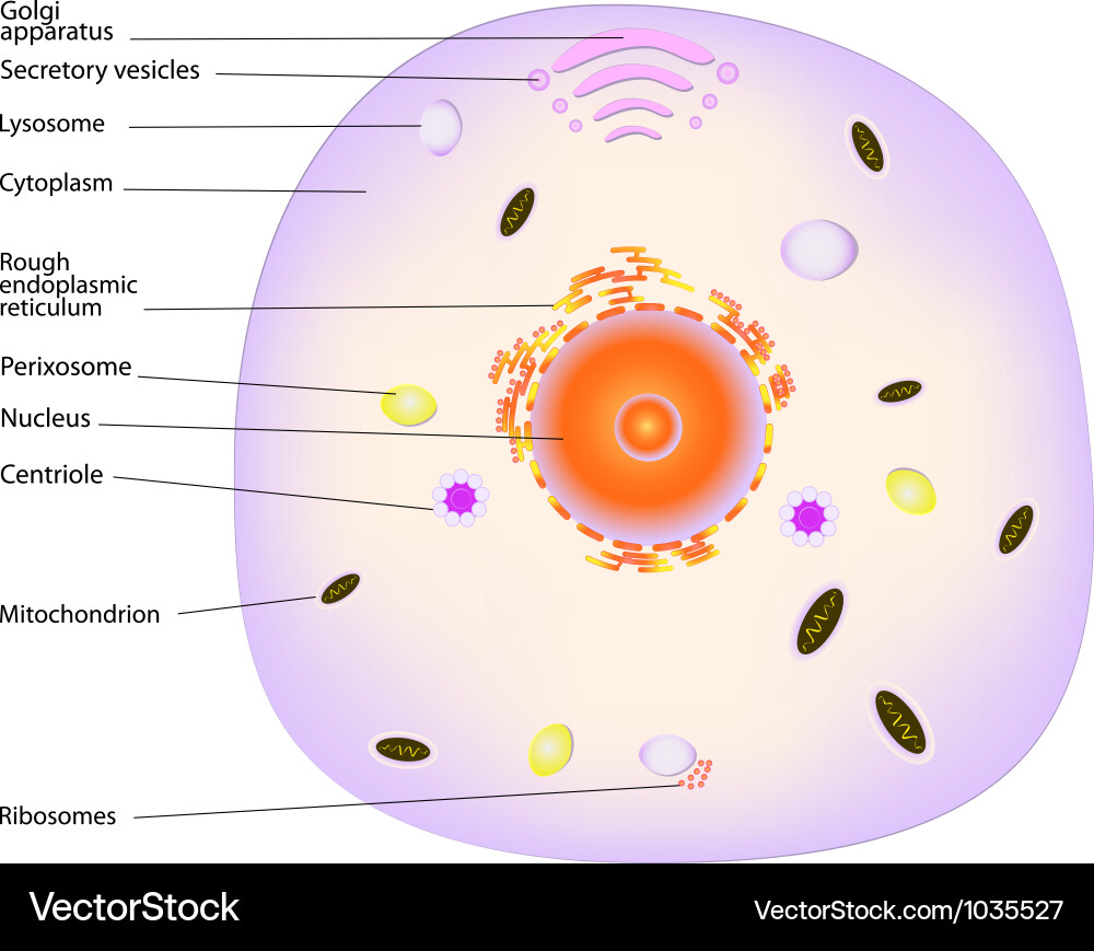 Plastid Vector Images (17)