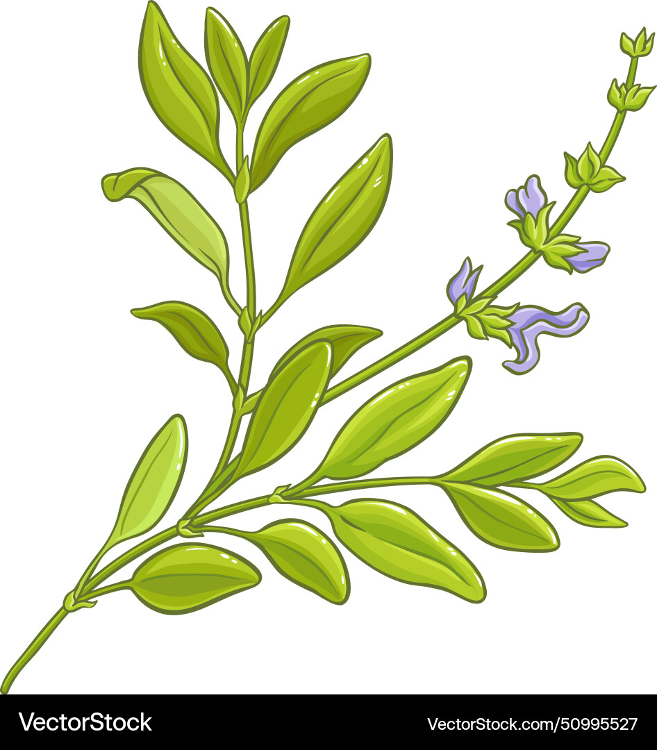 Sage plant colored detailed Royalty Free Vector Image