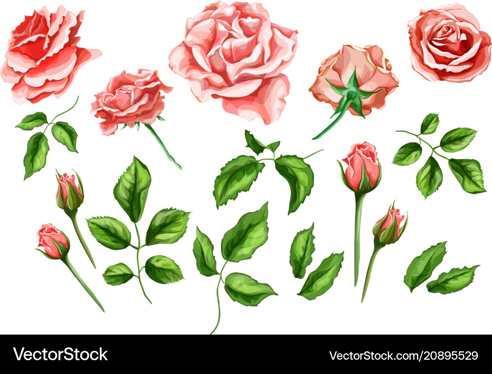 Realistic rose flower leaves stem set Royalty Free Vector