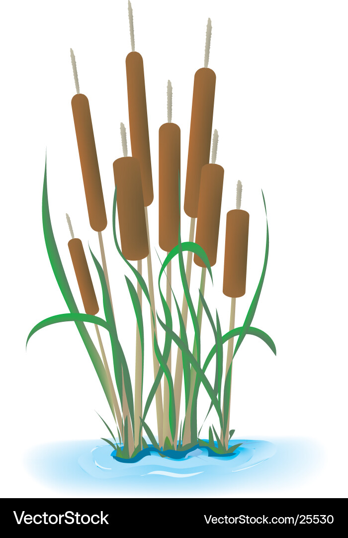 Cattail Marsh Royalty Free Vector Image - VectorStock
