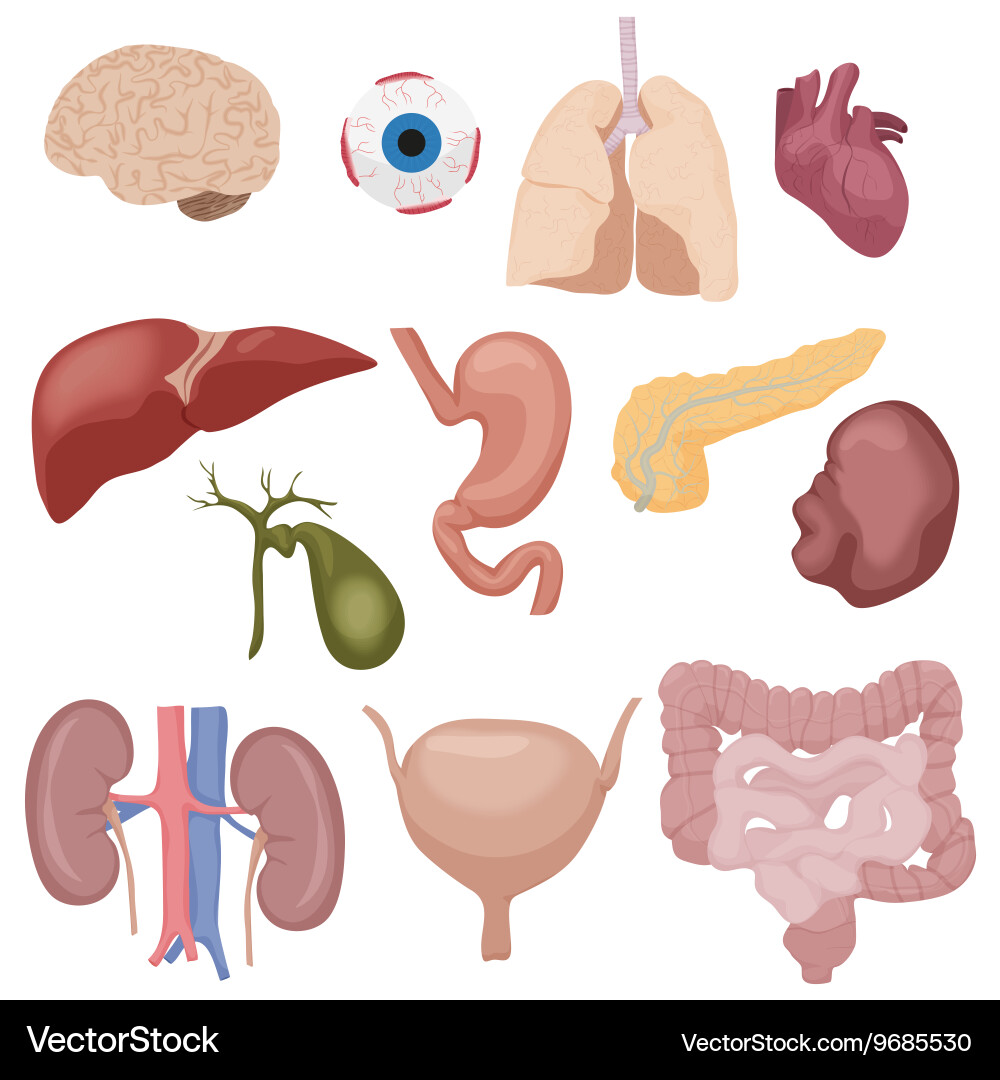Human body internal parts organs set isolated Vector Image