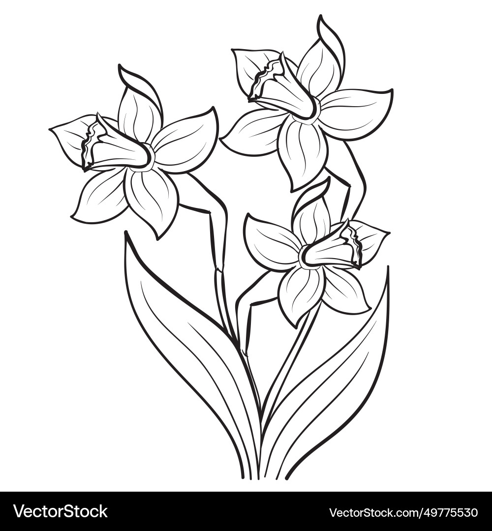 Narcissus Flower Drawing