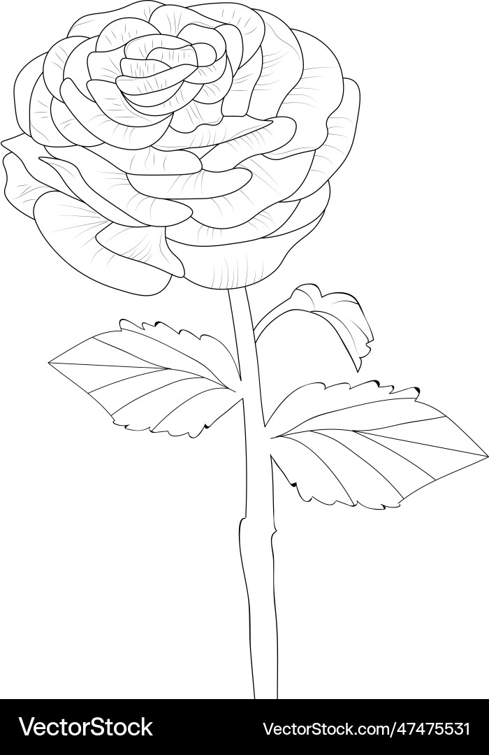 Simple ranunculus flower drawing for children Vector Image