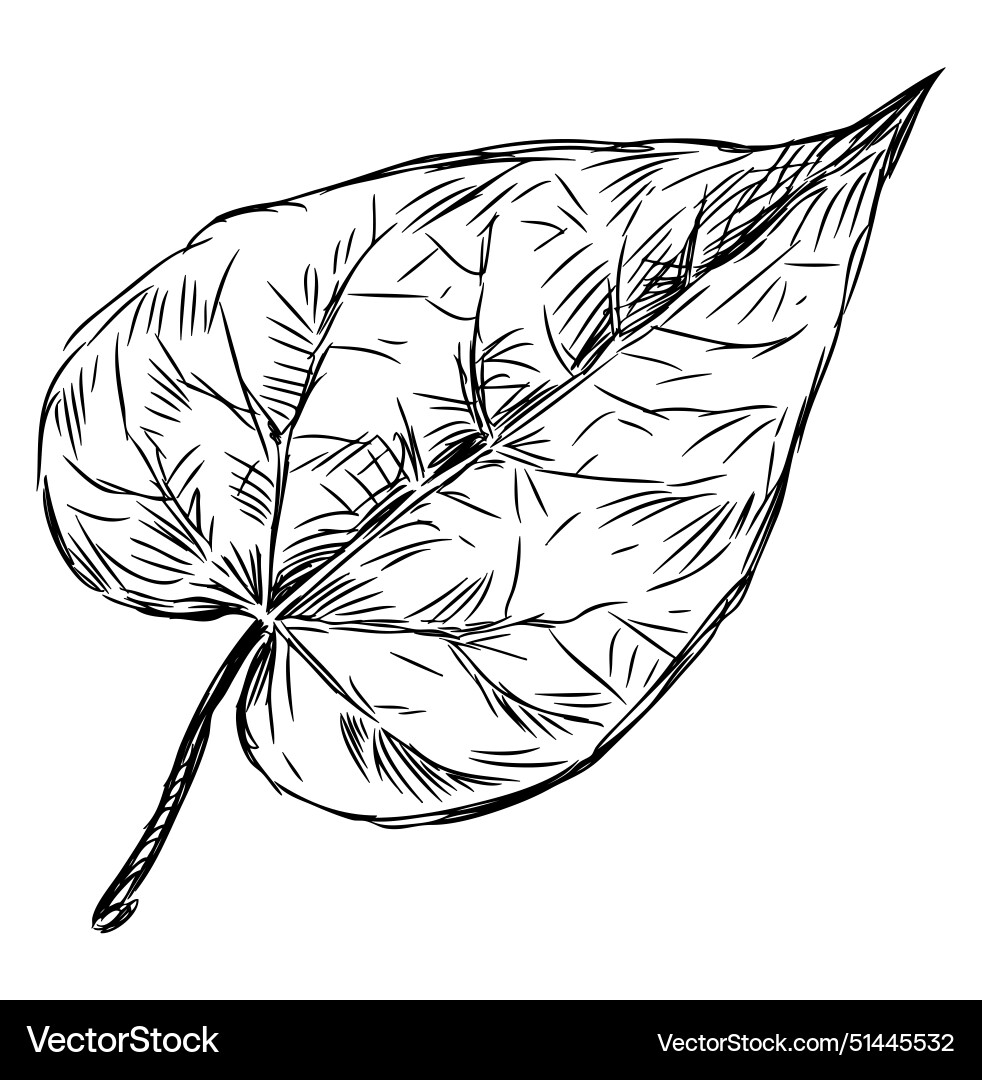Deciduous tree leafpoplarsingledoodle sketch Vector Image