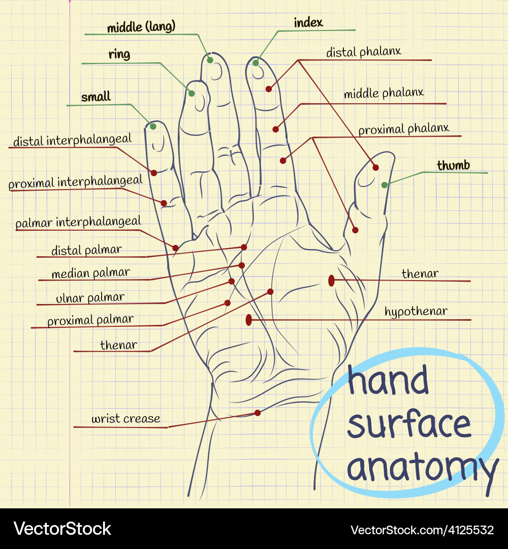 Human Hand Surface Anatomy Diagram Royalty Free Vector Image