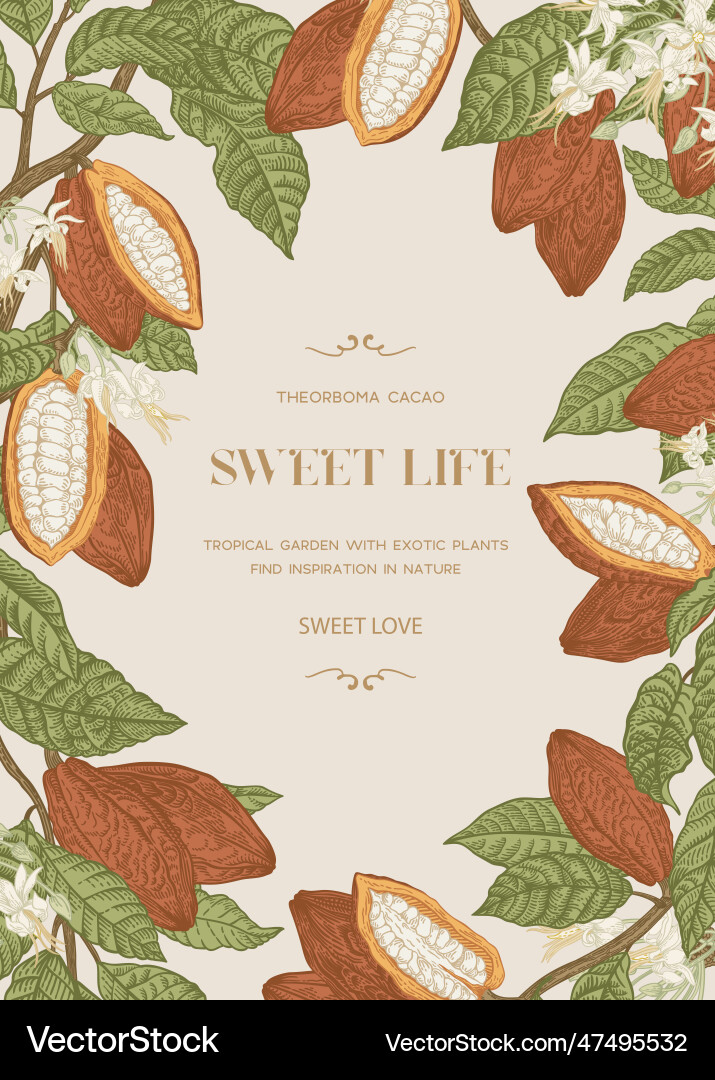 Vintage frame with cocoa fruit Royalty Free Vector Image