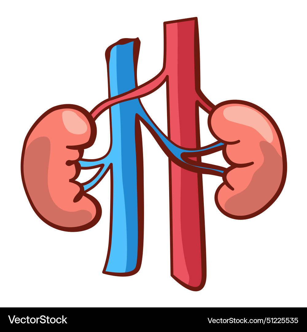 Internal human body organ - kidneys info poster Vector Image
