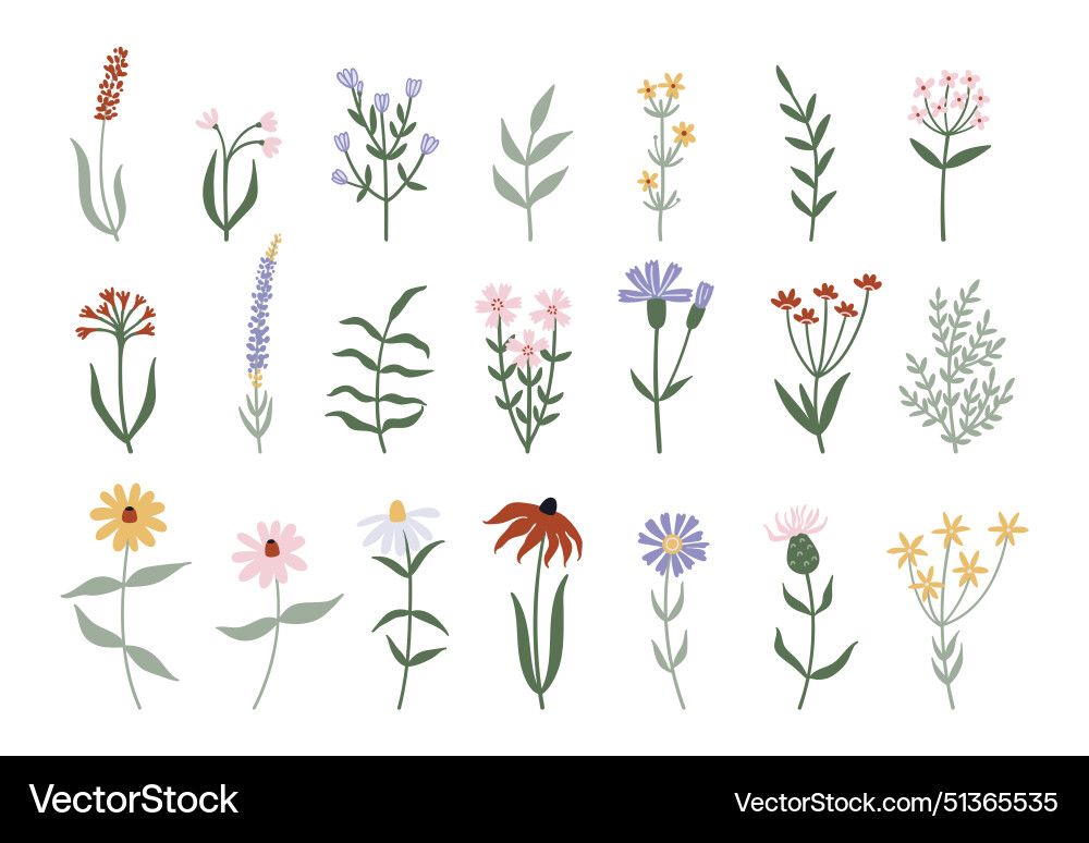 Minimalistic wild flowers and leaves collection Vector Image