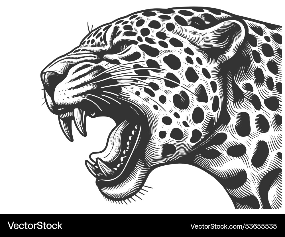 Roaring leopard engraving Royalty Free Vector Image