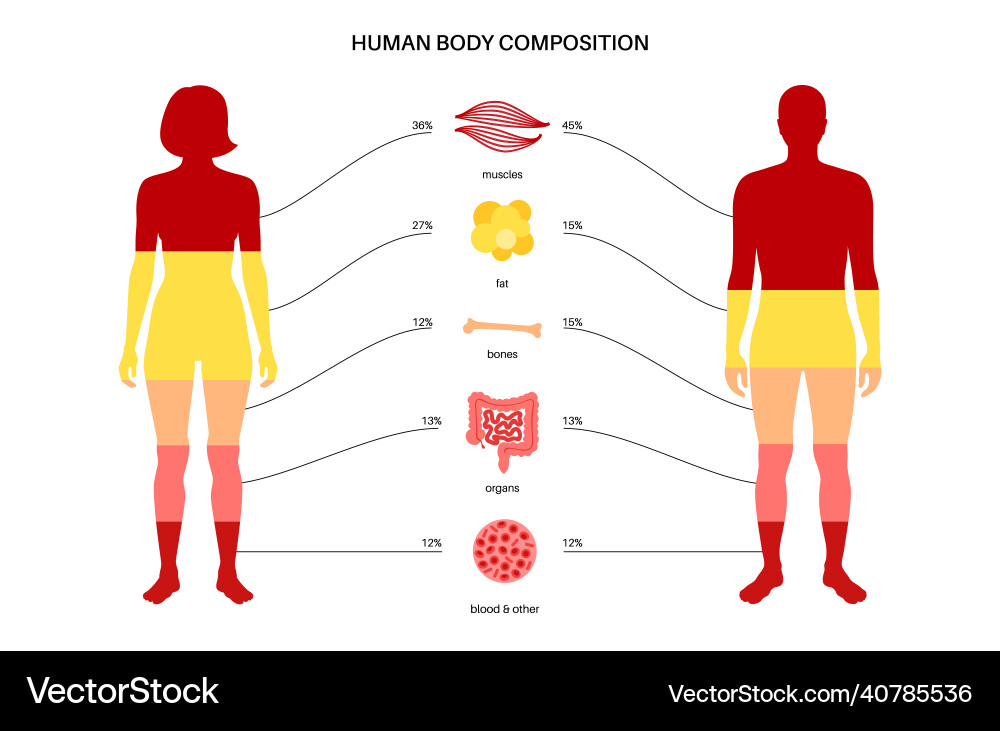 Human Body Composition Analysis Royalty Free Vector Image