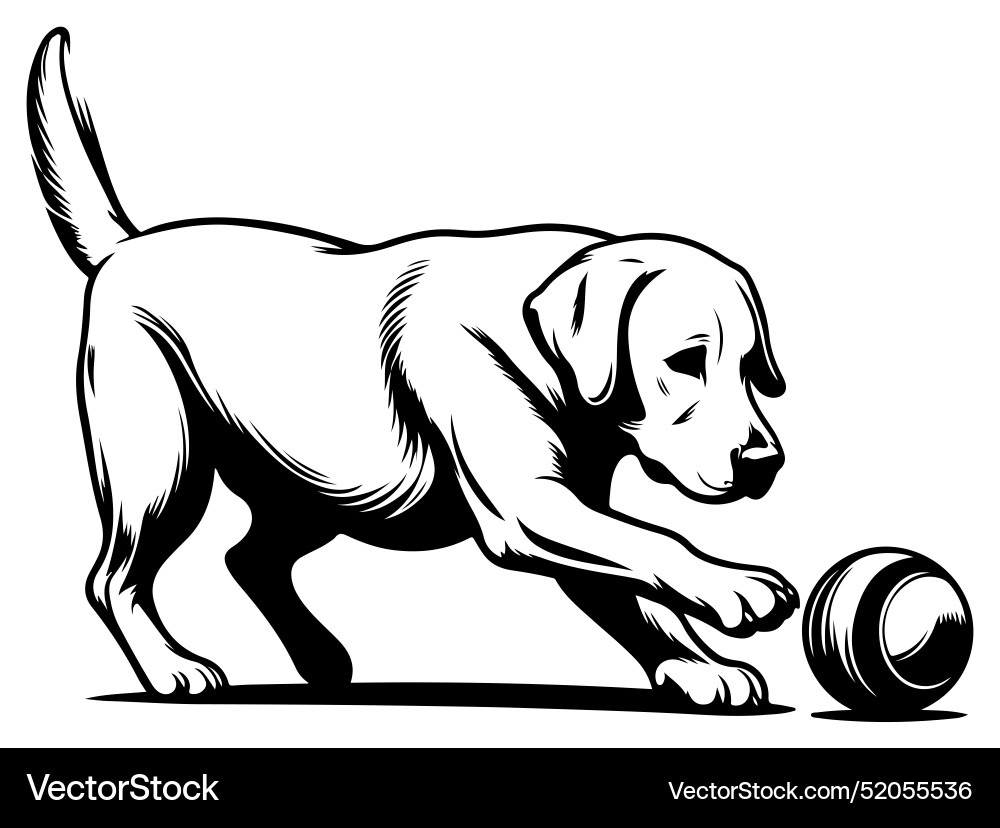 Labrador retriever dog silhouette designisolated Vector Image