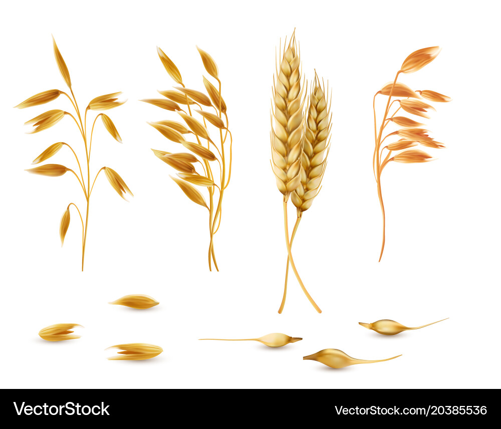 Set of cereal plants for package design Royalty Free Vector