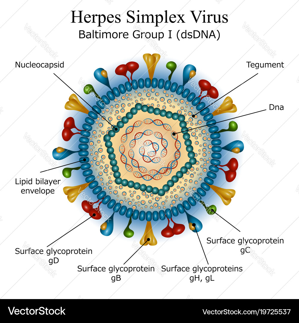 Diagram of herpes simplex virus particle structure