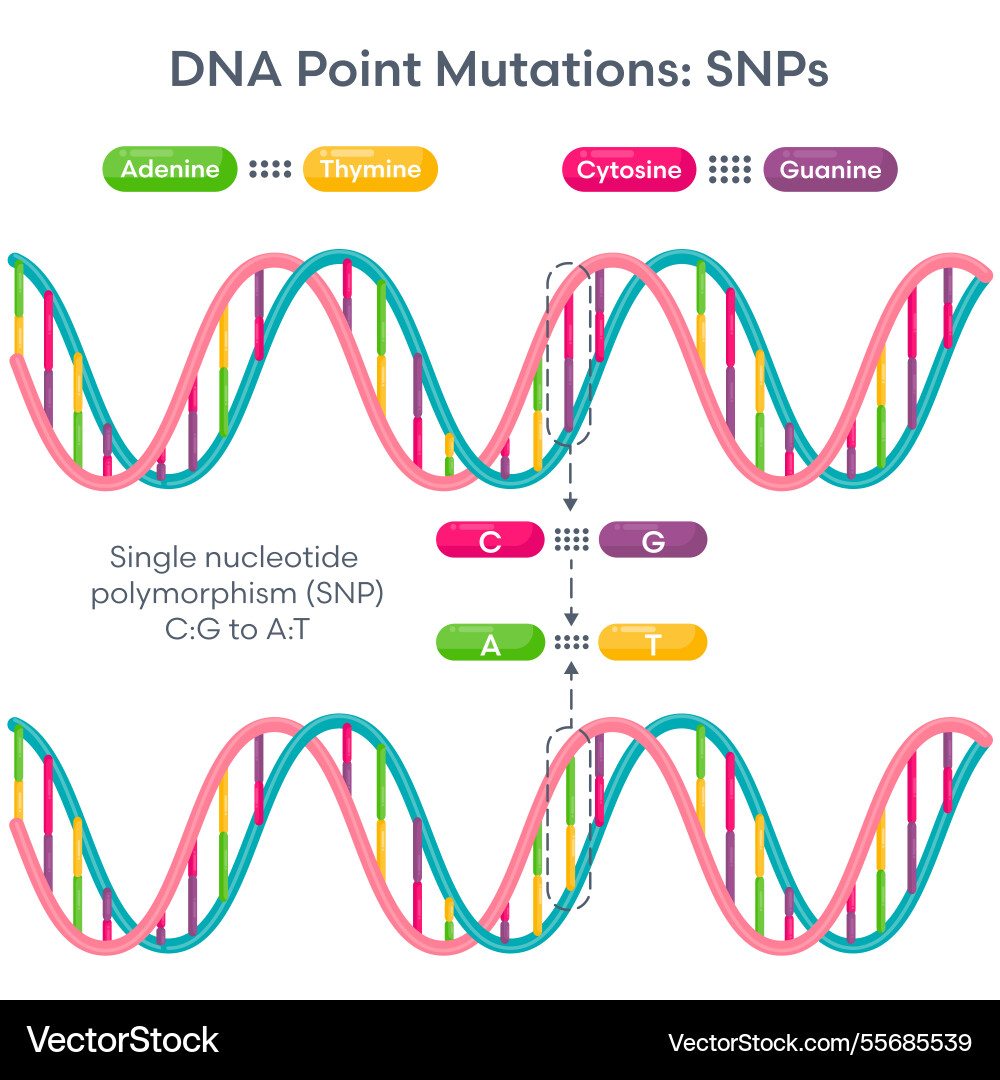 Dna mutations base substitutions Royalty Free Vector Image