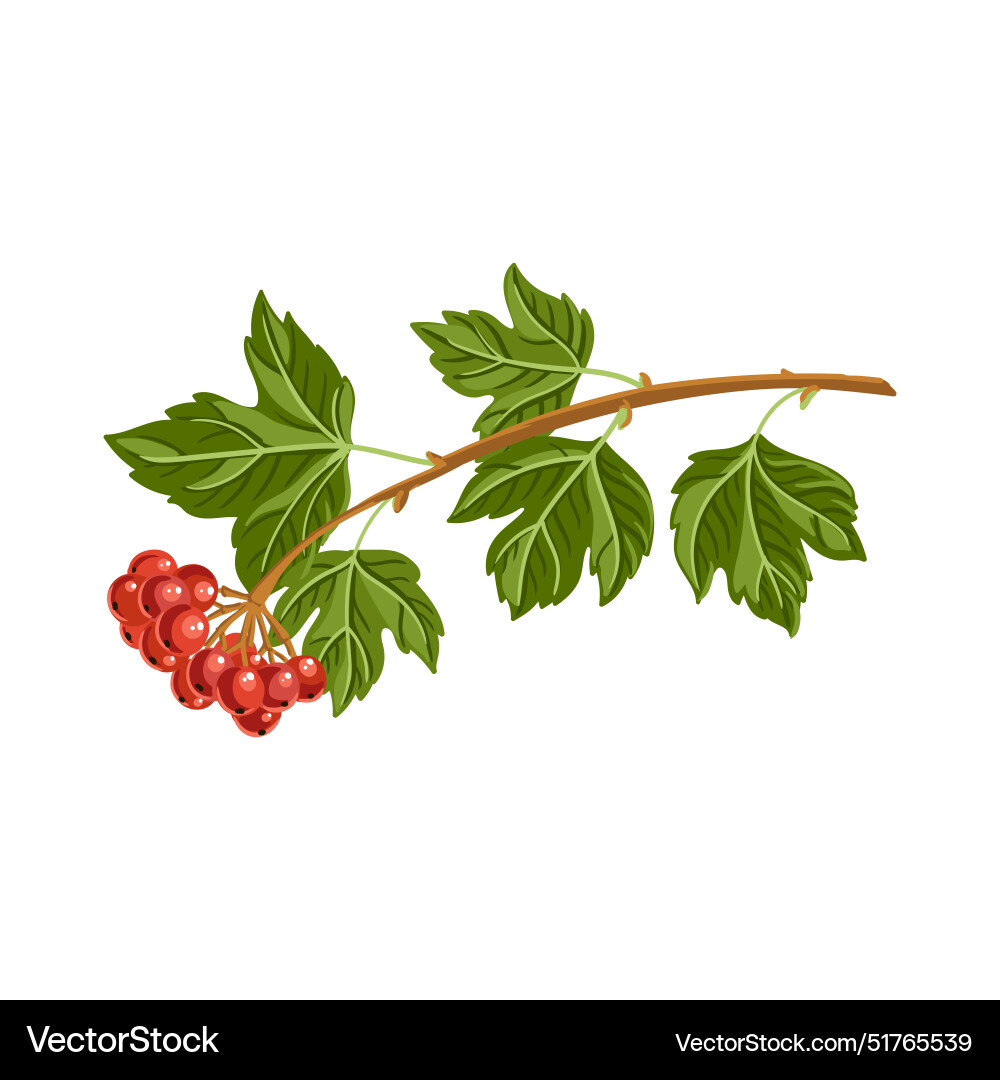 Drawing tree branch guelder rose Royalty Free Vector Image