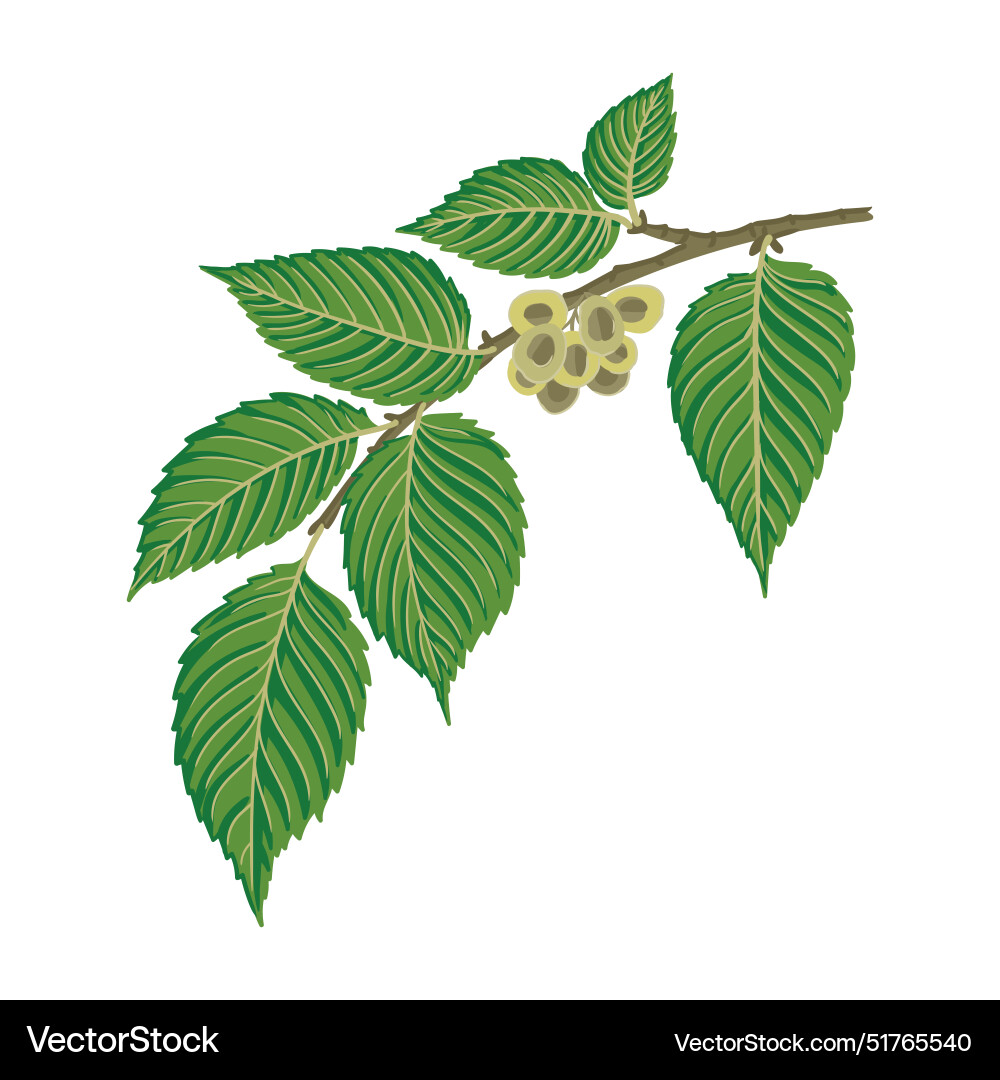 Drawing tree branch elm Royalty Free Vector Image