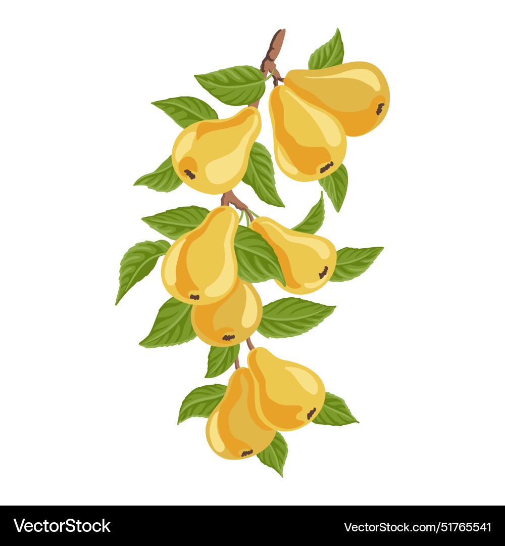 Drawing pear tree branch Royalty Free Vector Image