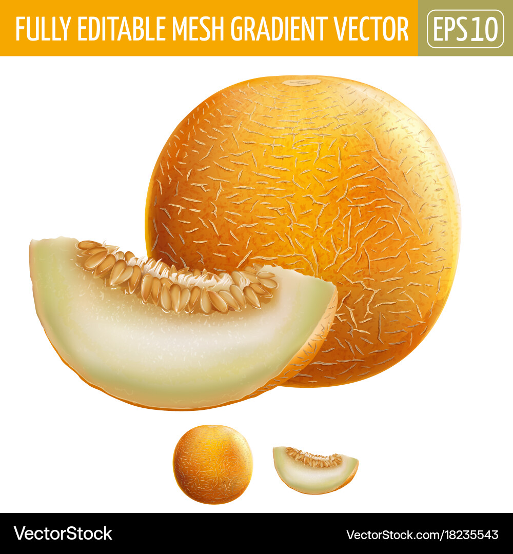 Melon on white background Royalty Free Vector Image