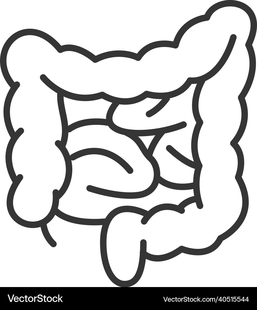 Human stomach bowel line icon Royalty Free Vector Image
