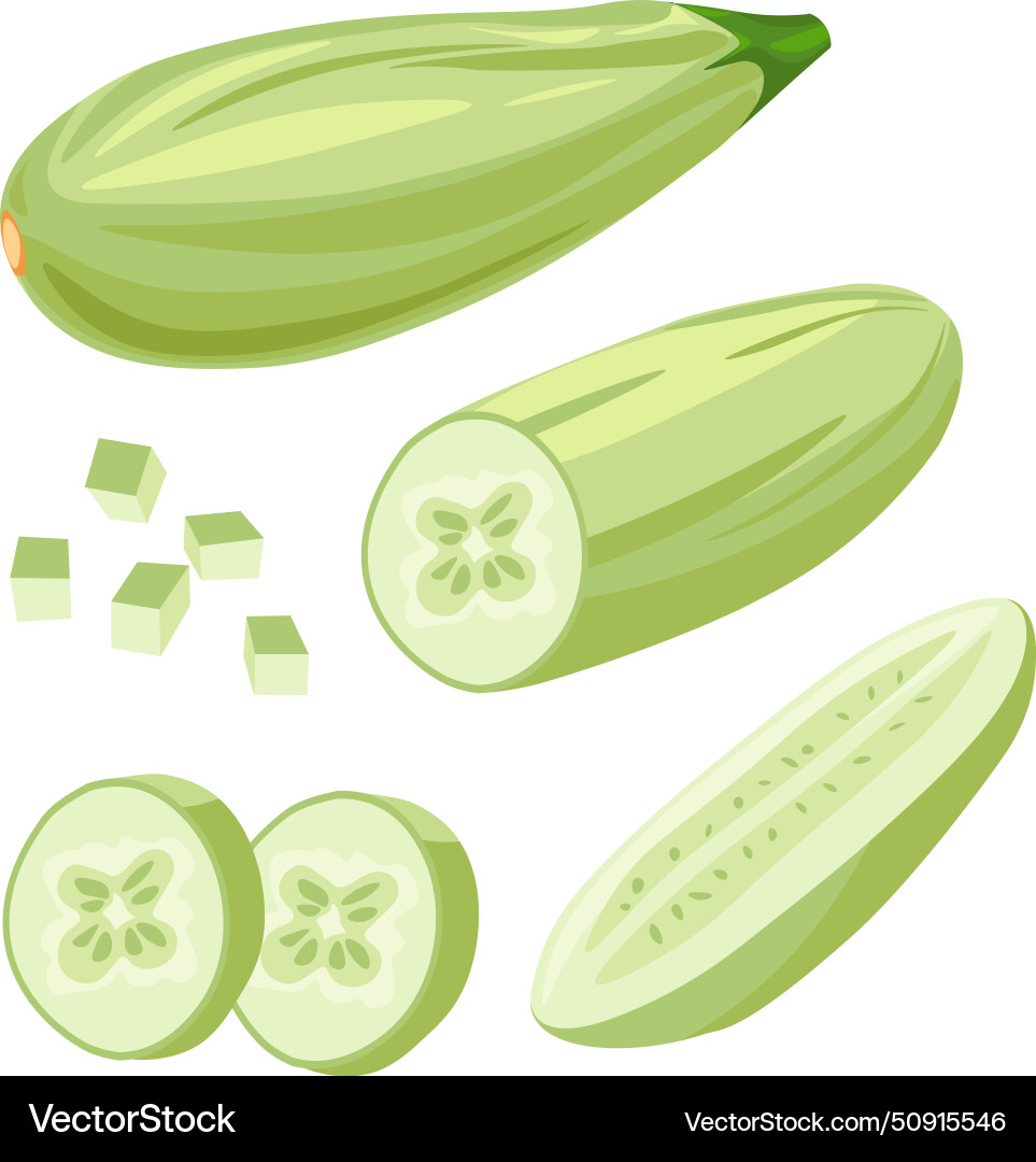 Ripe zucchini vegetable sliced veggie meal Vector Image