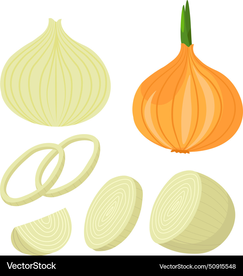 Onion ripe vegetable sliced cooking dishes Vector Image