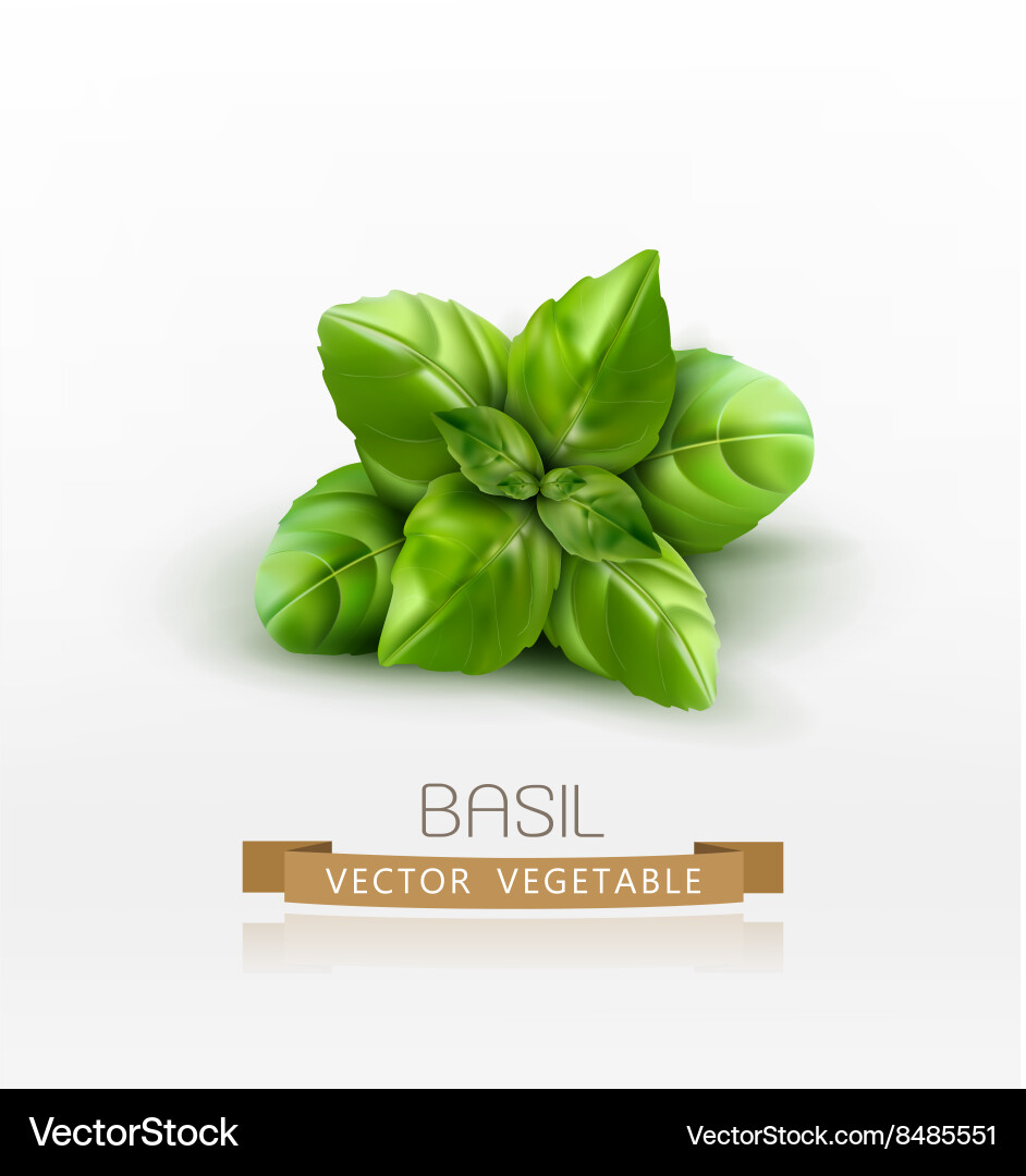 Basil leaves isolated on white background Vector Image