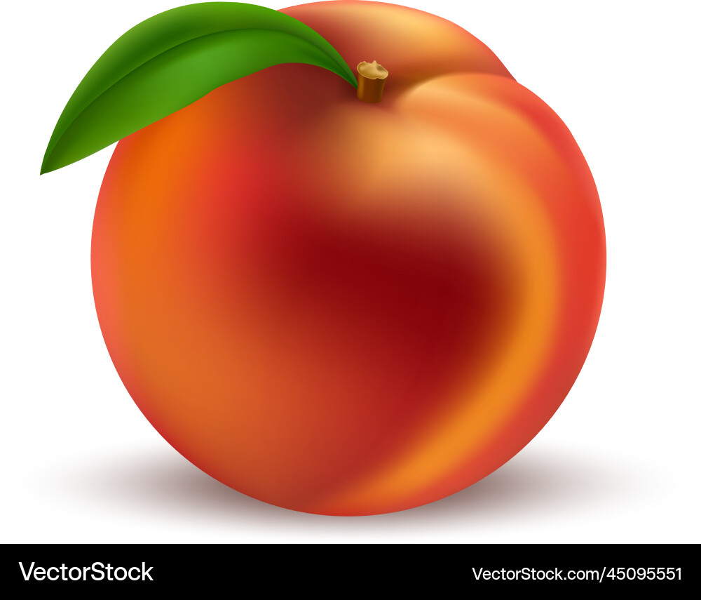 Whole realistic peach Royalty Free Vector Image