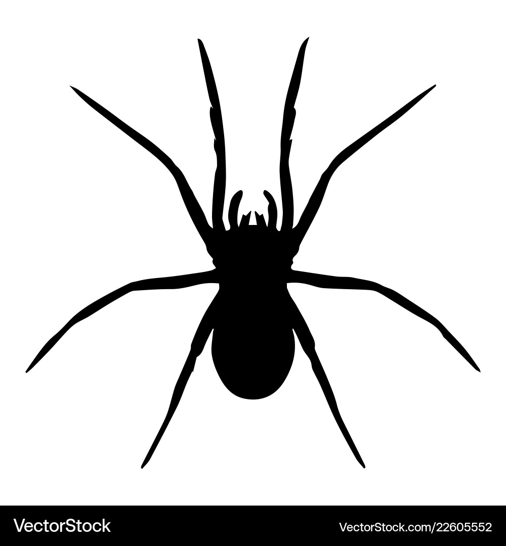 Spider isolated Royalty Free Vector Image - VectorStock