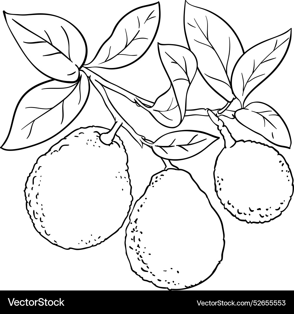 Avocado branch with fruits outline Royalty Free Vector Image