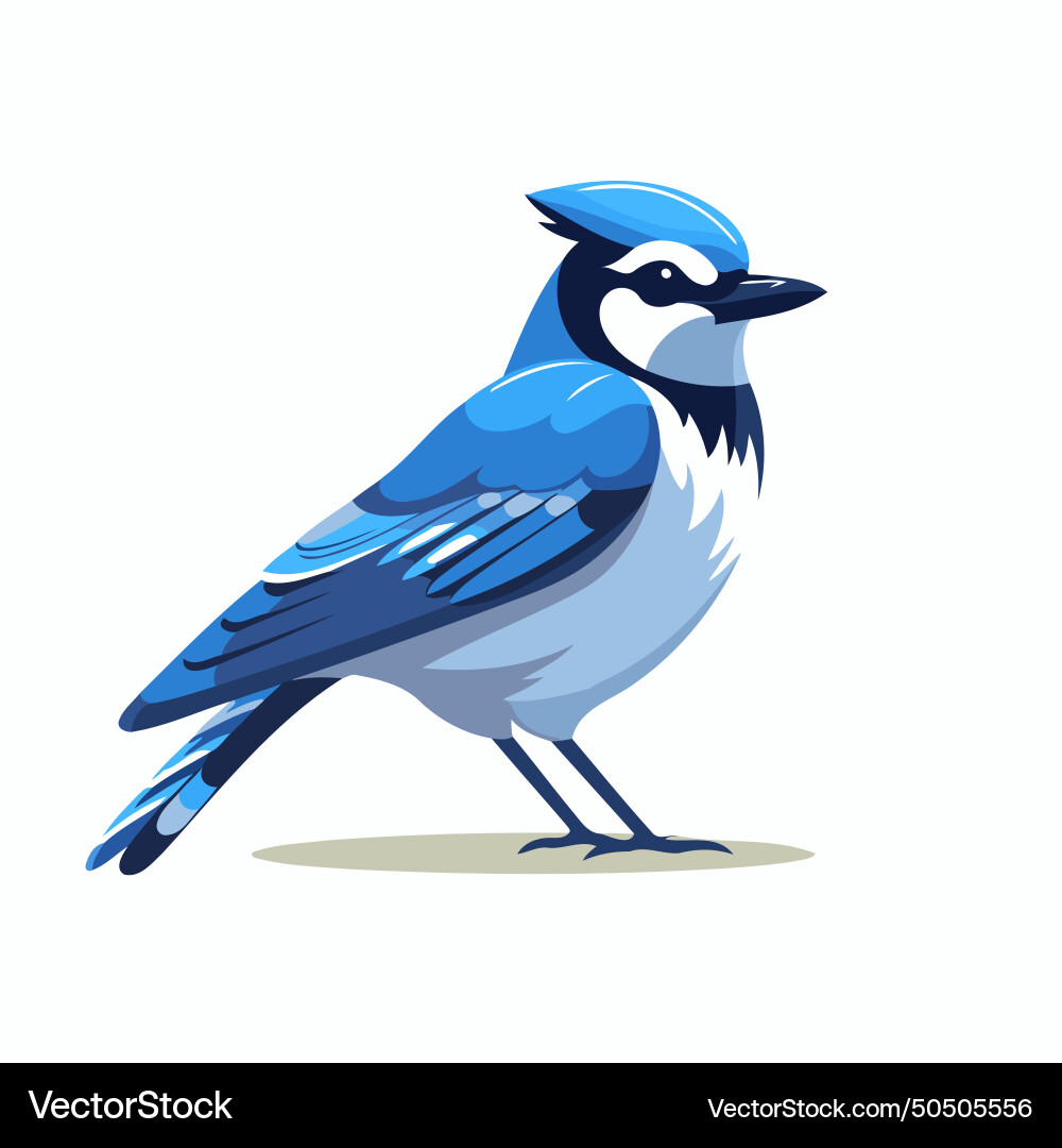 Blue jay bird isolated on a white background Vector Image