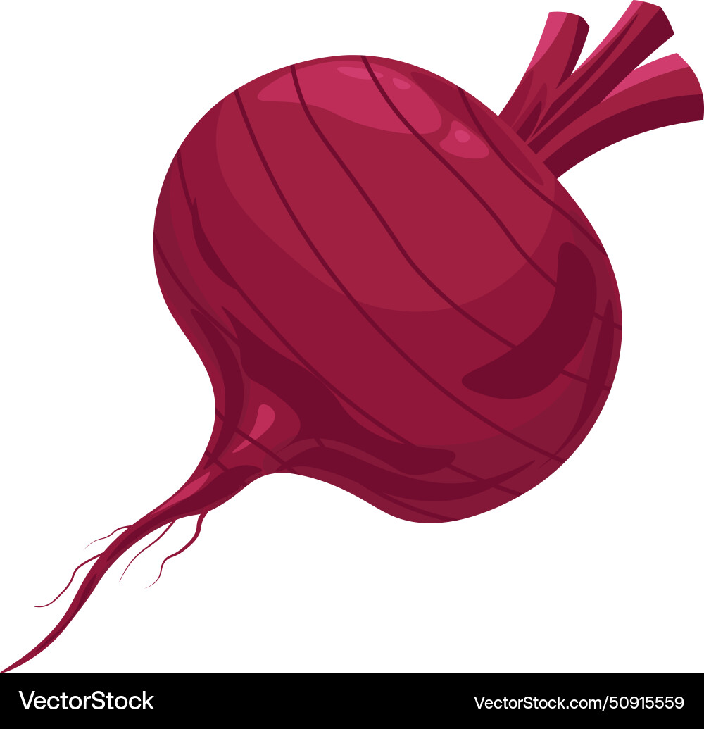 Beetroot vegetable organic natural ripe veggie Vector Image