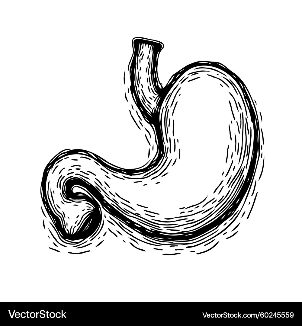 Human Stomach Anatomy Diagram Royalty Free Vector Image