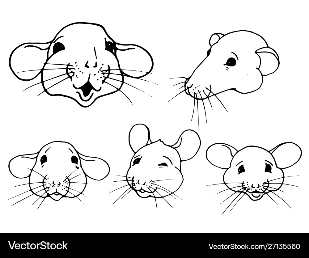 Rats Royalty Free Vector Image - VectorStock