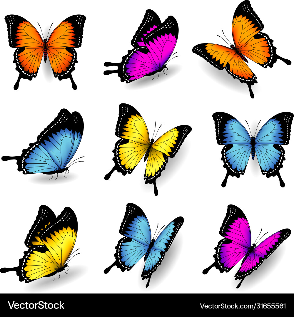 Color butterfly Royalty Free Vector Image - VectorStock