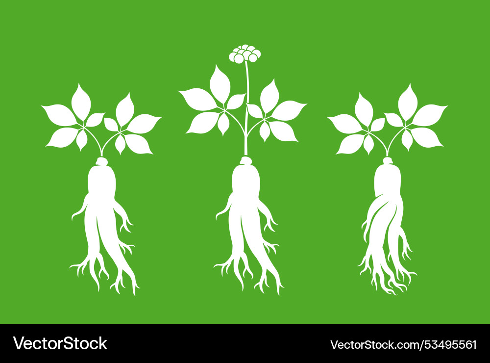 Ginseng Royalty Free Vector Image - VectorStock