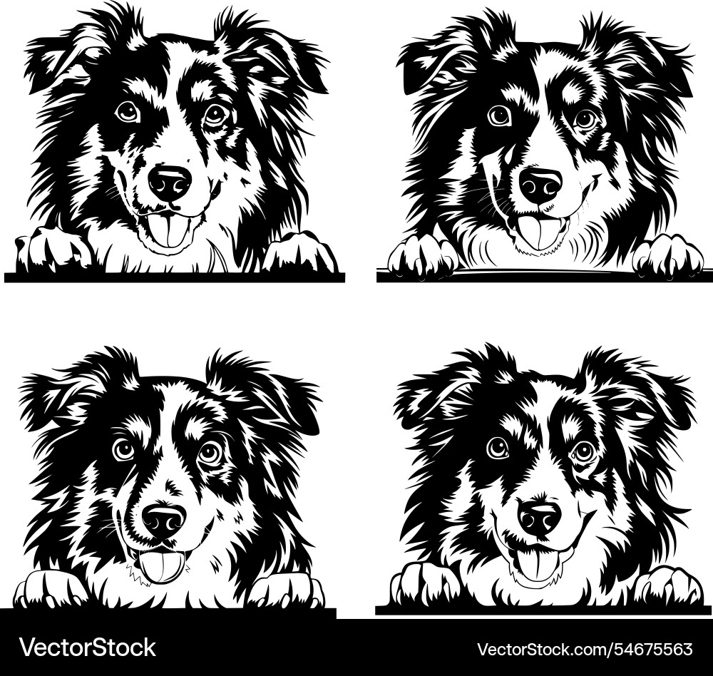 Australian shepherd mini aussie face clipart Vector Image