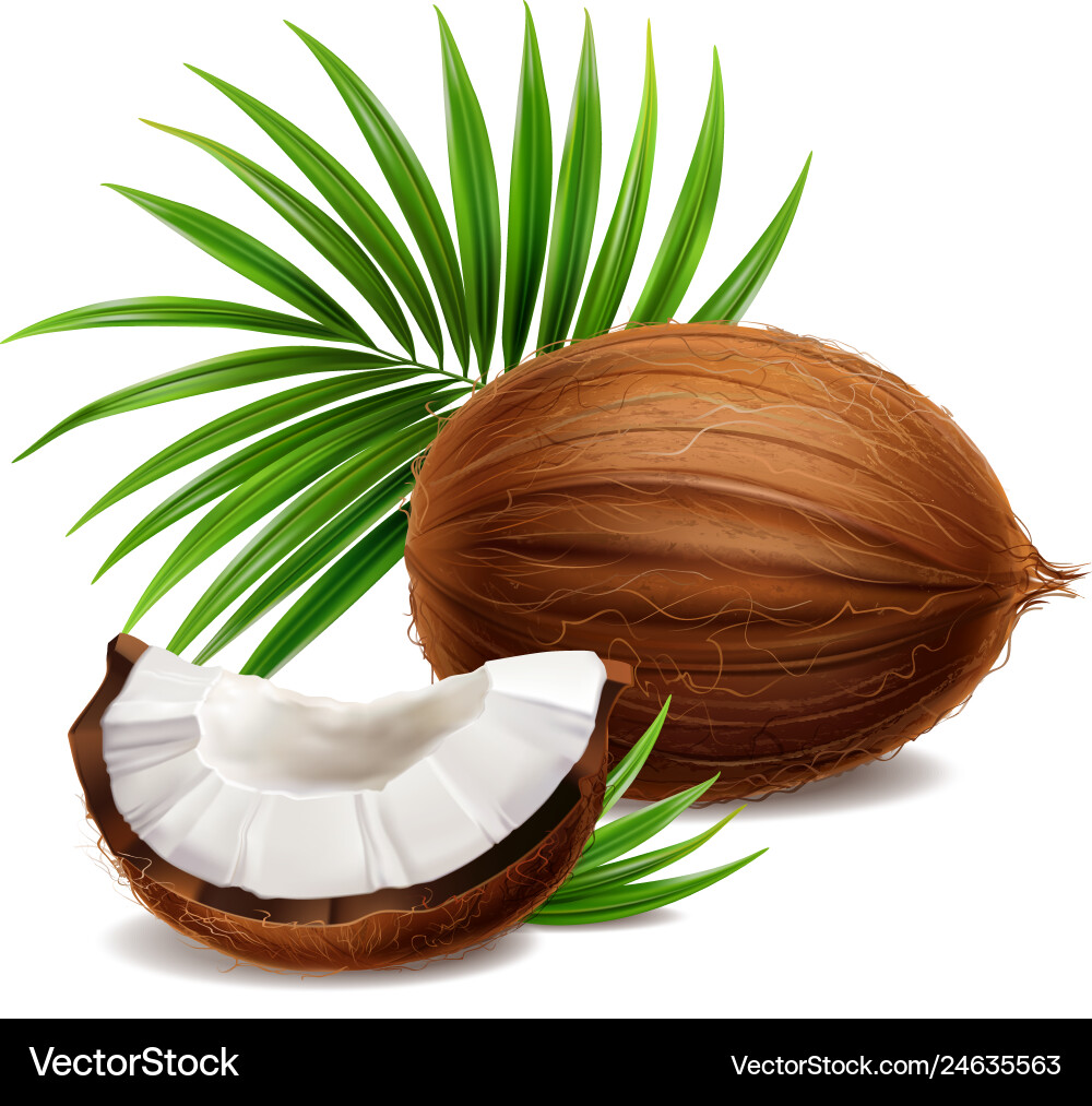 Coconut realistic image Royalty Free Vector Image