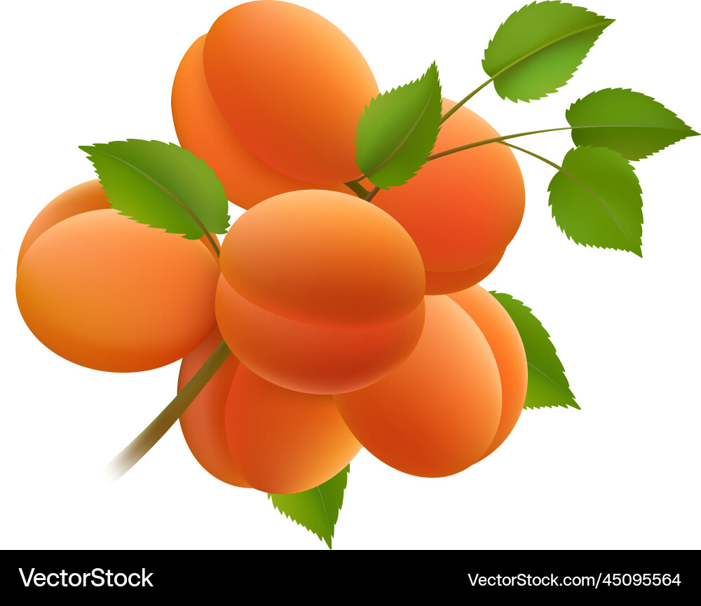 Apricots bunch branch Royalty Free Vector Image