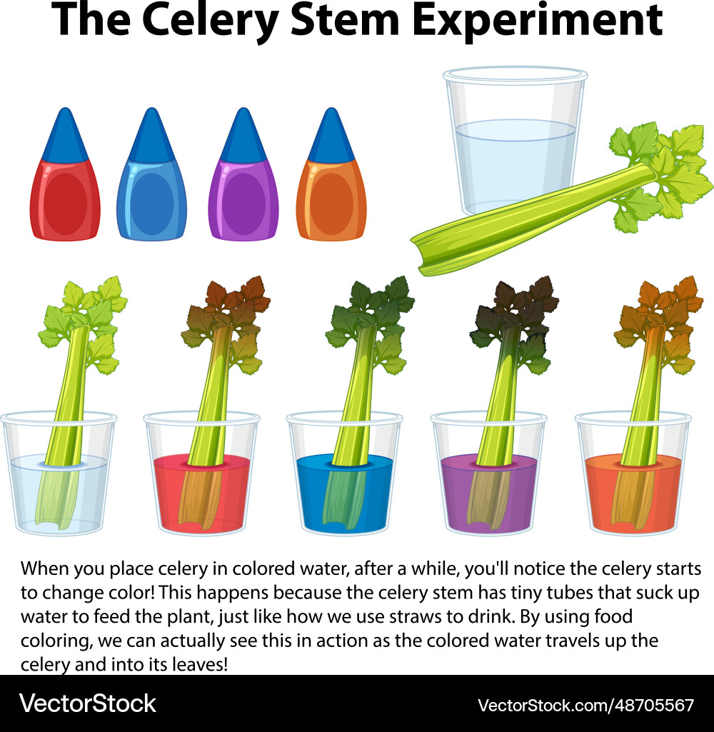 Science experiment celery stem and color analysis Vector Image