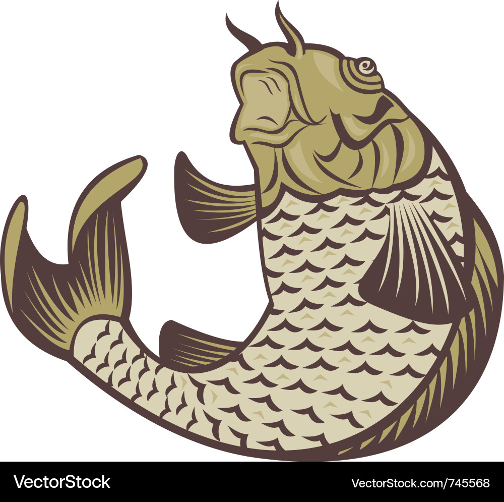 Koi carp jumping up Royalty Free Vector Image - VectorStock