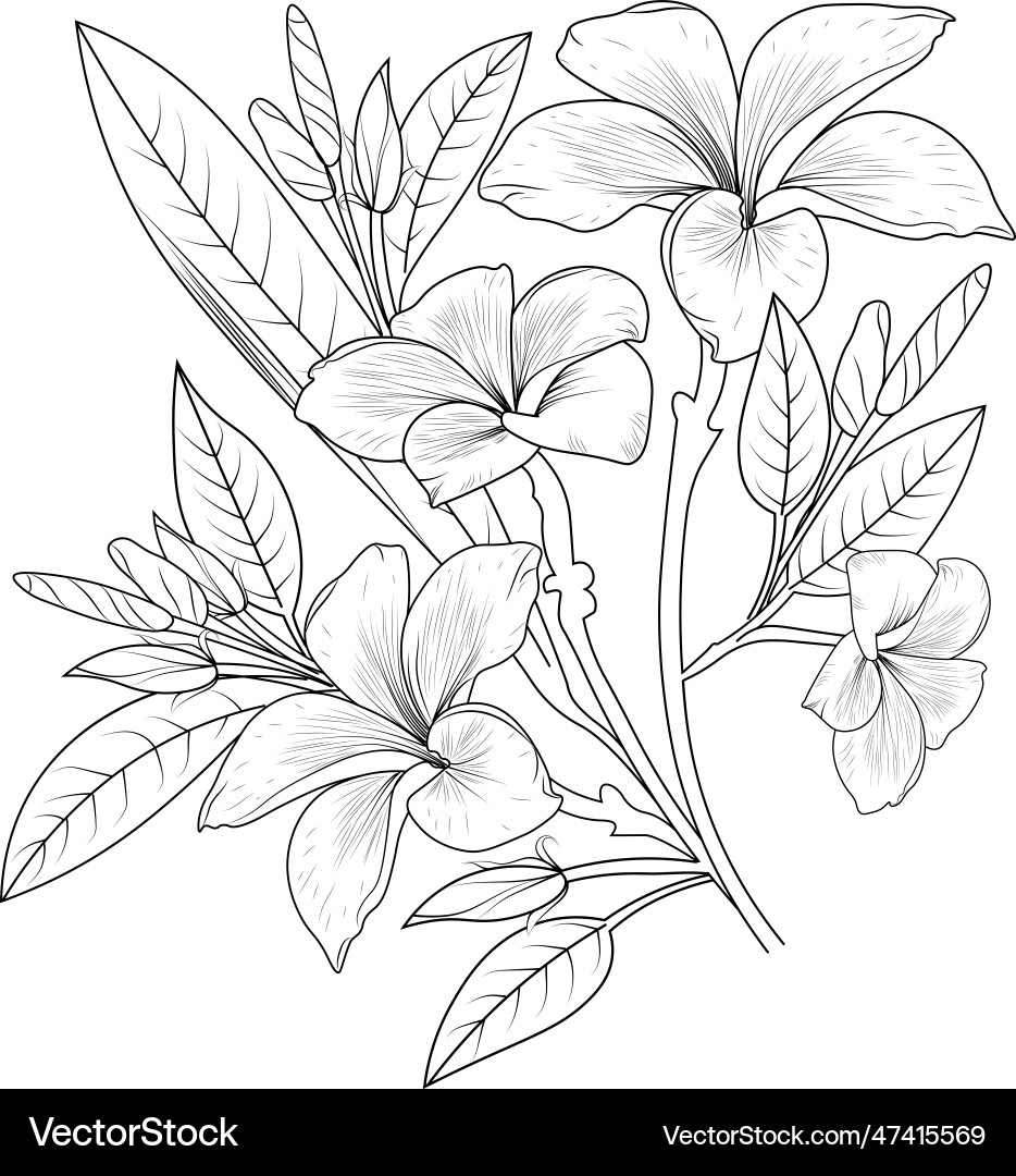Hand drawn frangipani flower clipart Royalty Free Vector