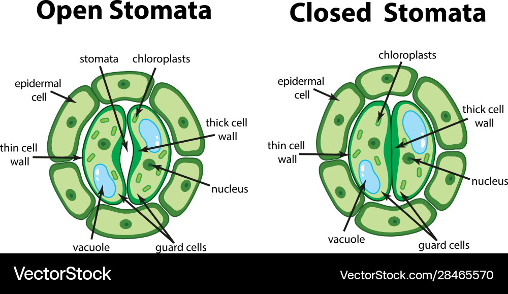 Open And Closed Stomata Diagram Illustration Of Biology, Stomata