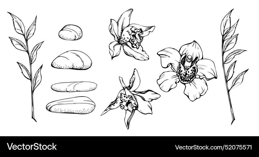 Hand drawn ink spa stones with exotic tropical Vector Image