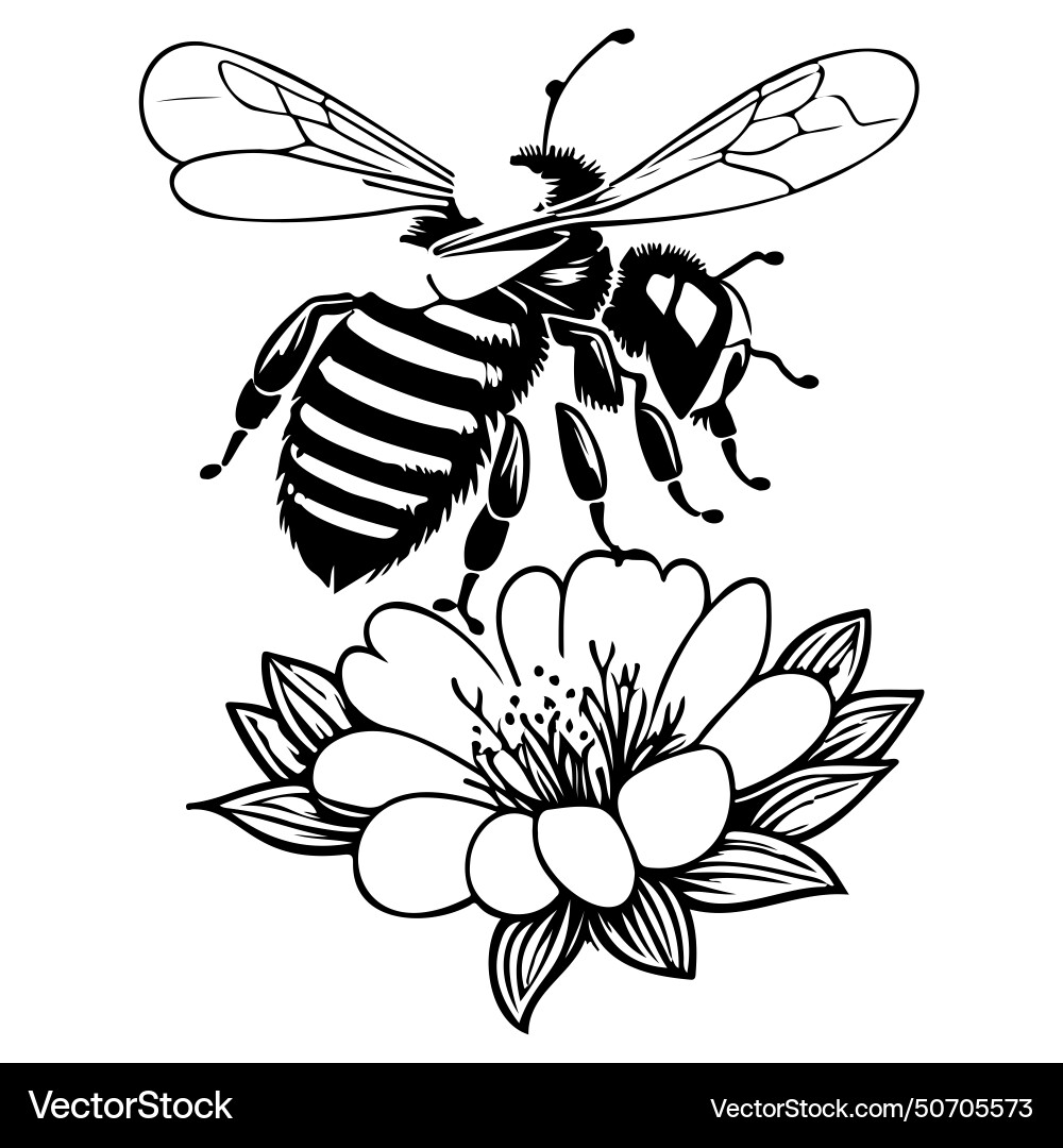 Bee on flower spring sketch hand draw Royalty Free Vector