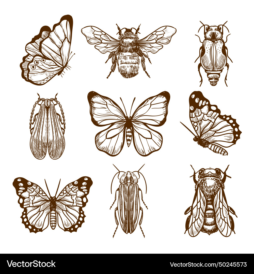 Butterfly bee bugs hand drawn icons Royalty Free Vector