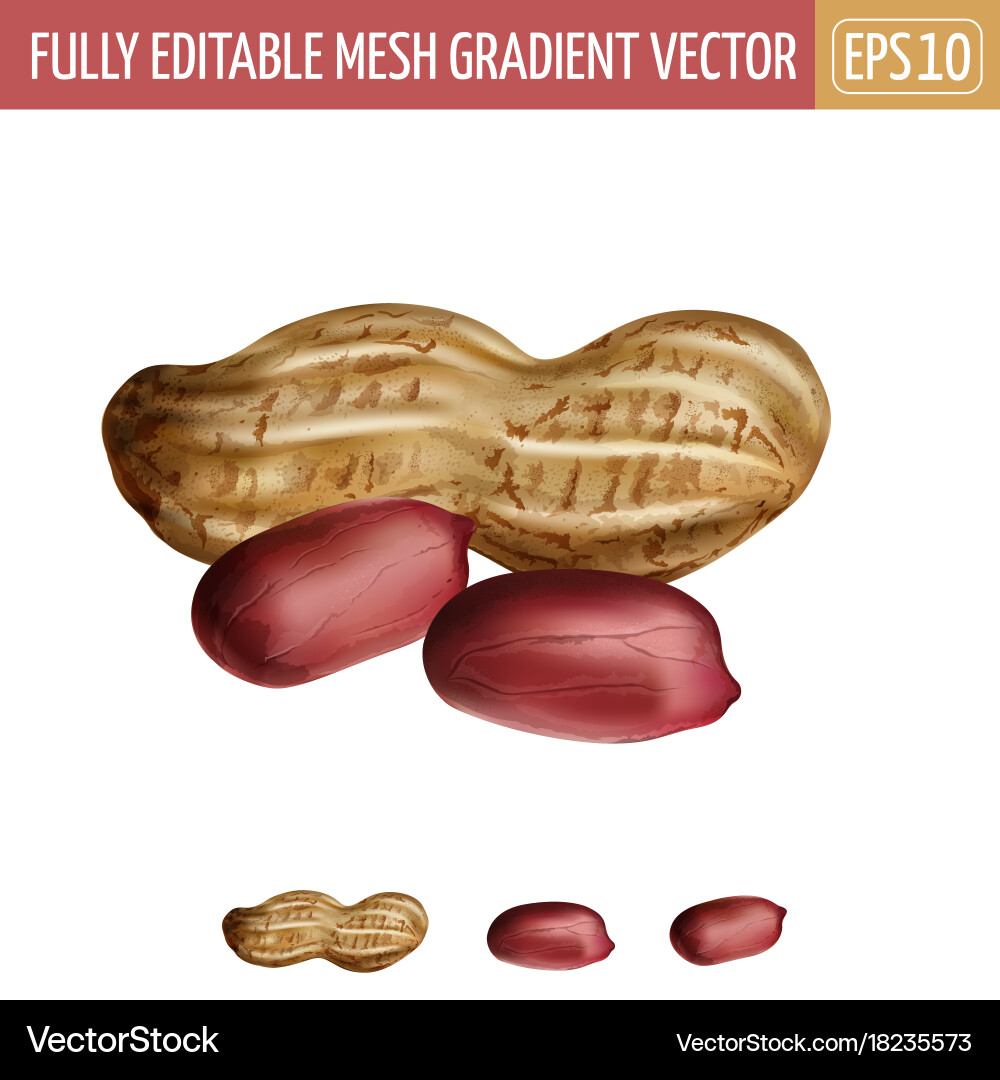 Peanuts on white background Royalty Free Vector Image